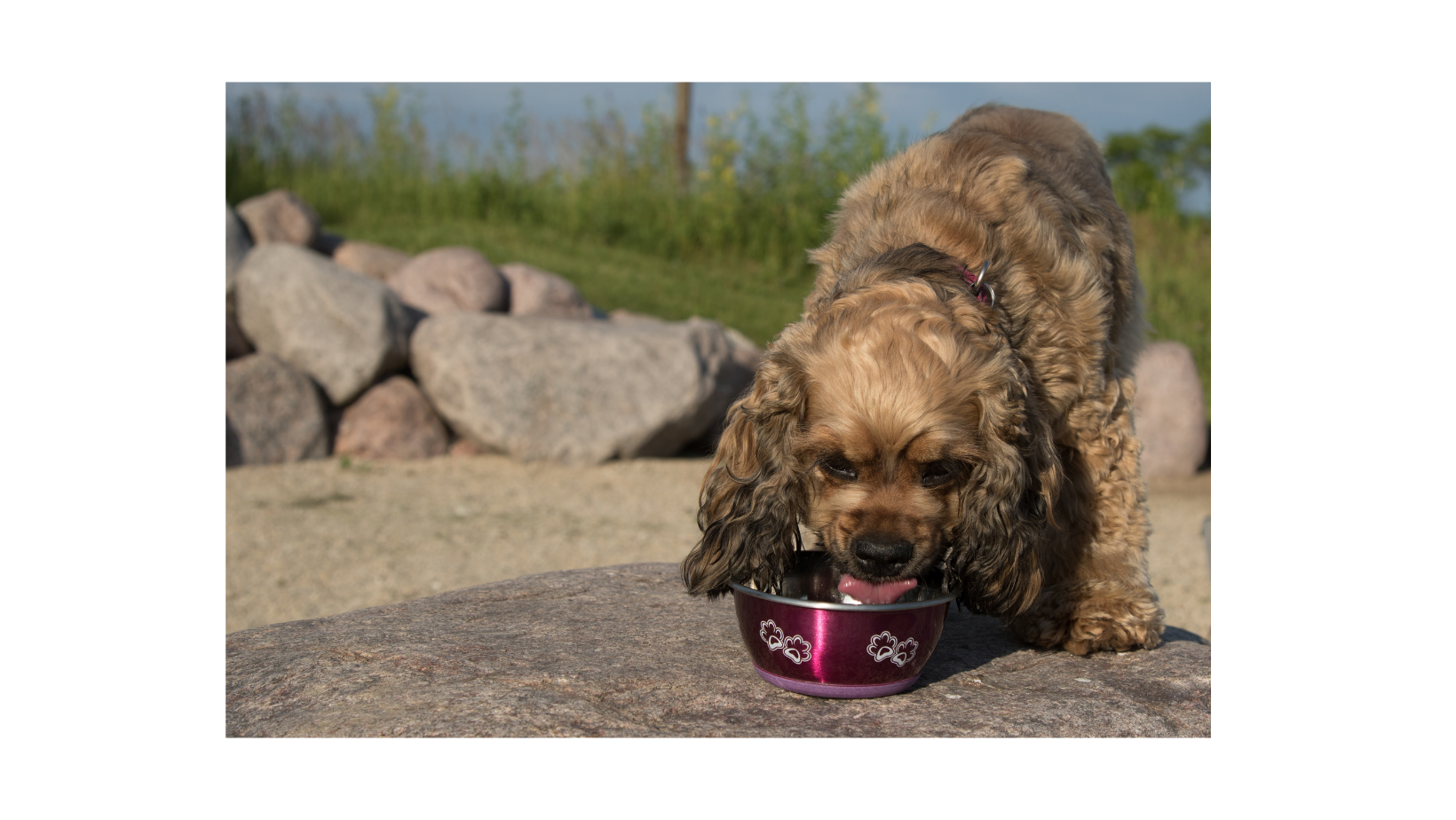 Companion Dogs for Fishing: Discover the 5 Best Partners