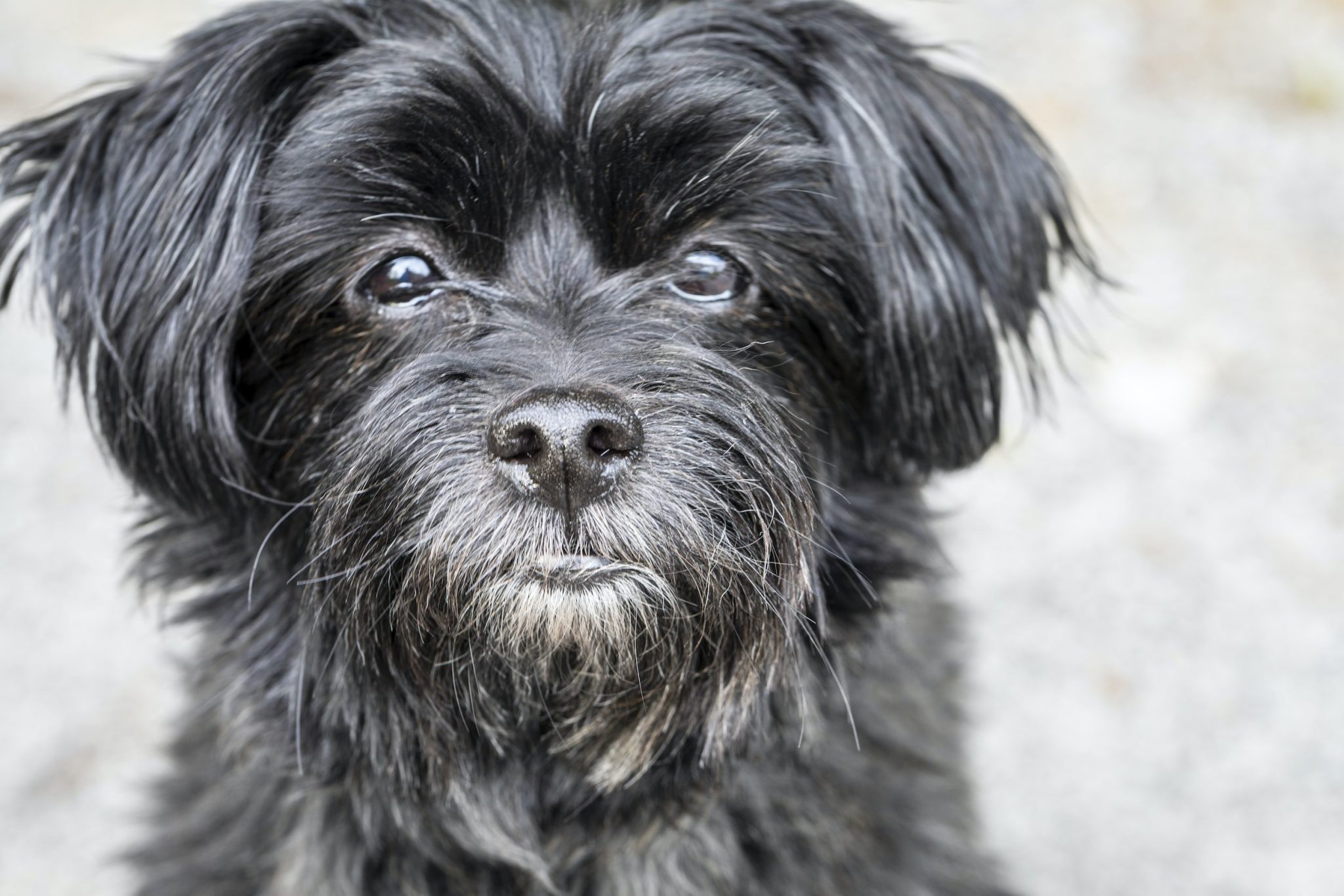 Affenpinscher Dog Breed: A Comprehensive Guide