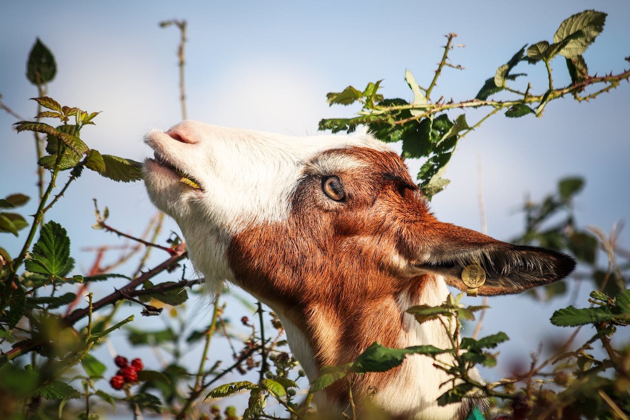 Unlocking Efficiency: Microchips In Modern Goat Management