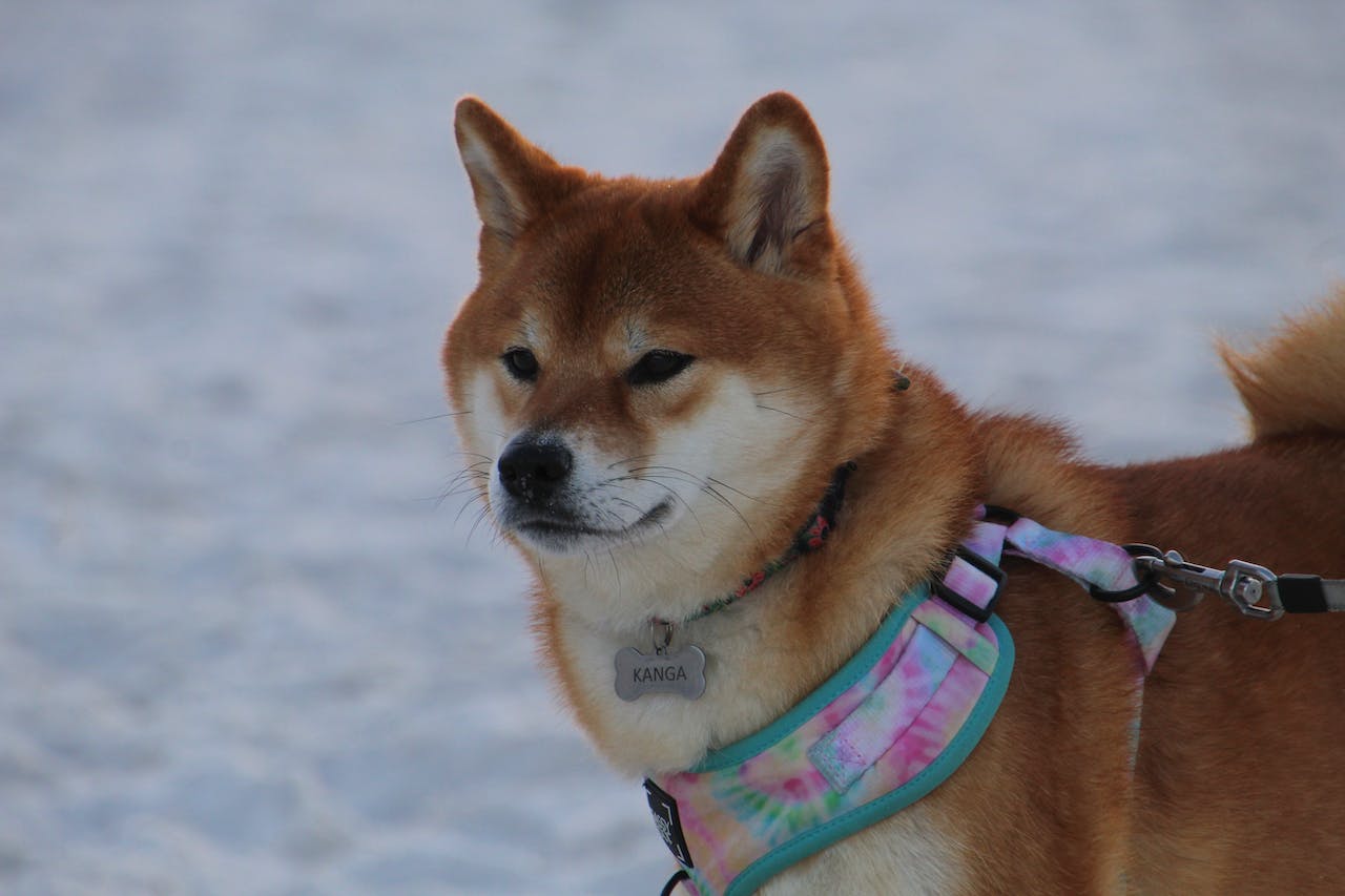 Cut Collars For Dogs: Balancing Safety And Comfort For Your Furry Friends