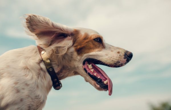 How to Find Your Dog Microchip Number: Unveiling Microchip Mysteries