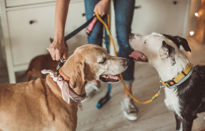 GSP vs Labrador: Breed Battle - Who Wins?