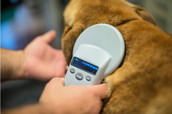 How to Register Dog Chip: A Step-by-Step Guide