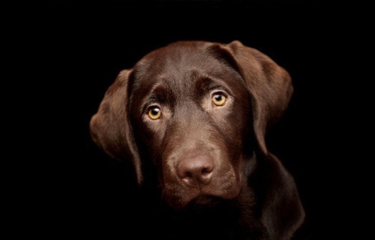 GSP vs Labrador: Breed Battle - Who Wins?