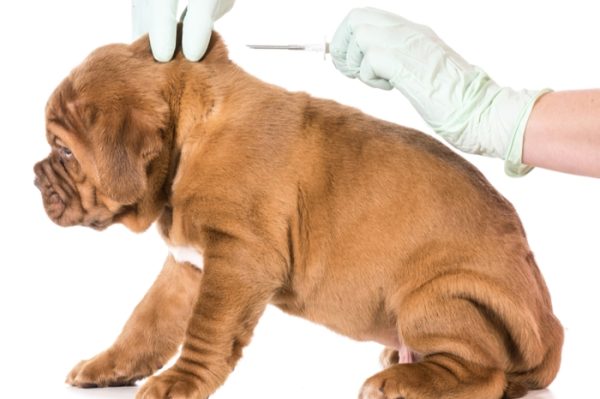 Dog Identity Chip: The Importance of Identification Chips for Your Pets