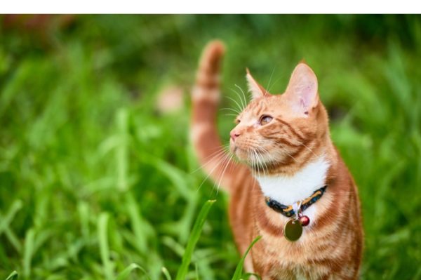 Cat Chip Tracker: Why Every Cat Owner Should Consider It
