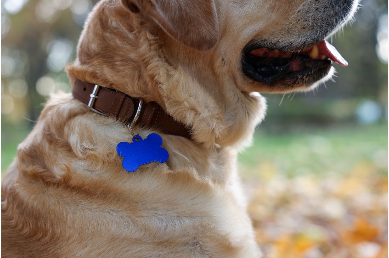 Types of Microchips for Dogs: Find the Perfect Fit for Your Pup's Safety