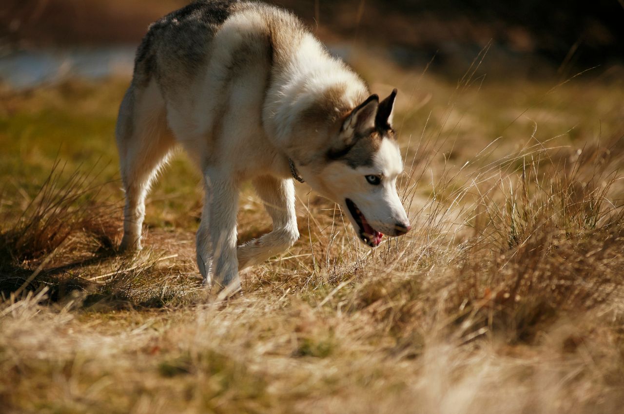 National Microchipping Month: Give Your Pet Peace of Mind!