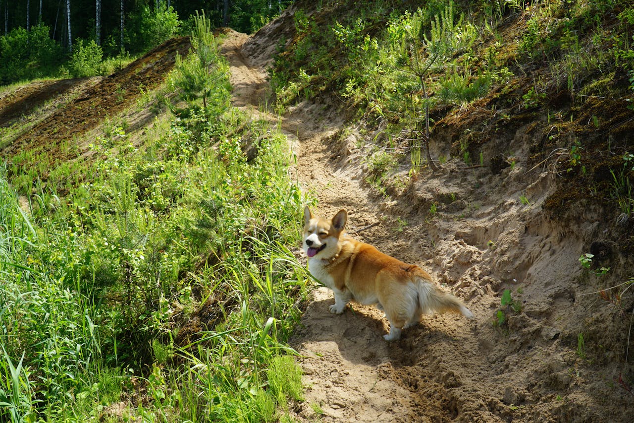 Lost Pet Prevention: Smart Tips for Keeping Your Pet Safe
