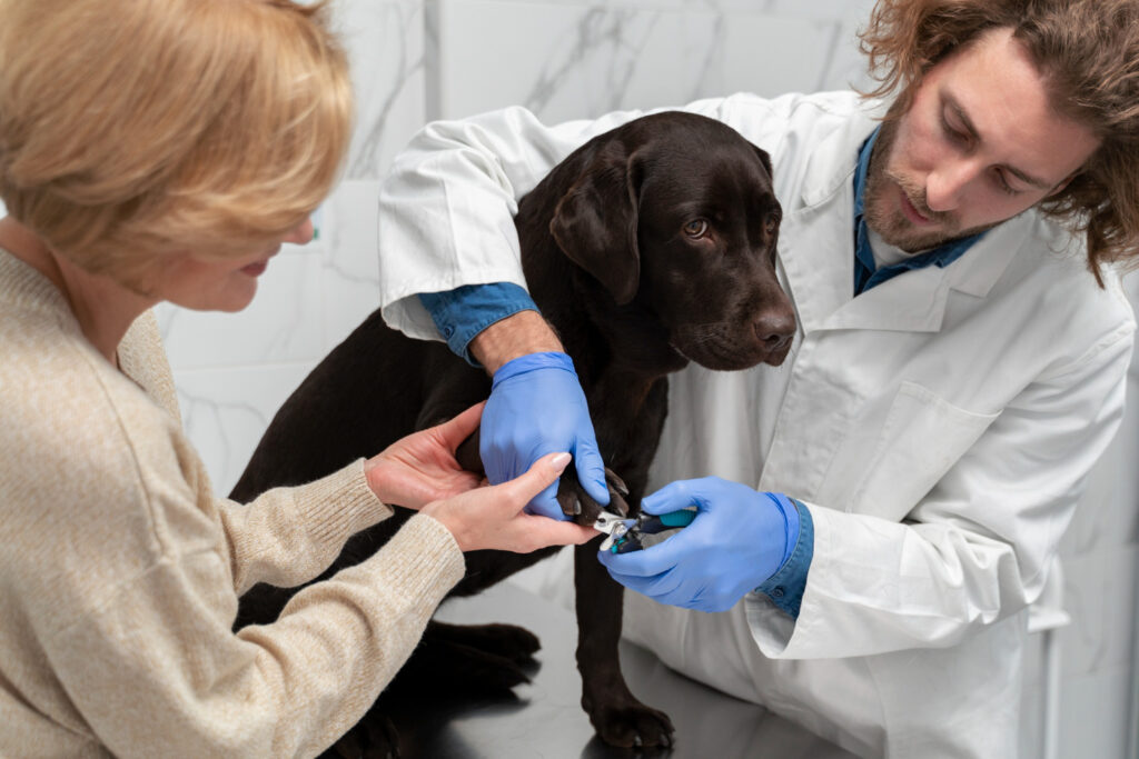 How Are Dogs Microchipped: The Cool Science Behind It