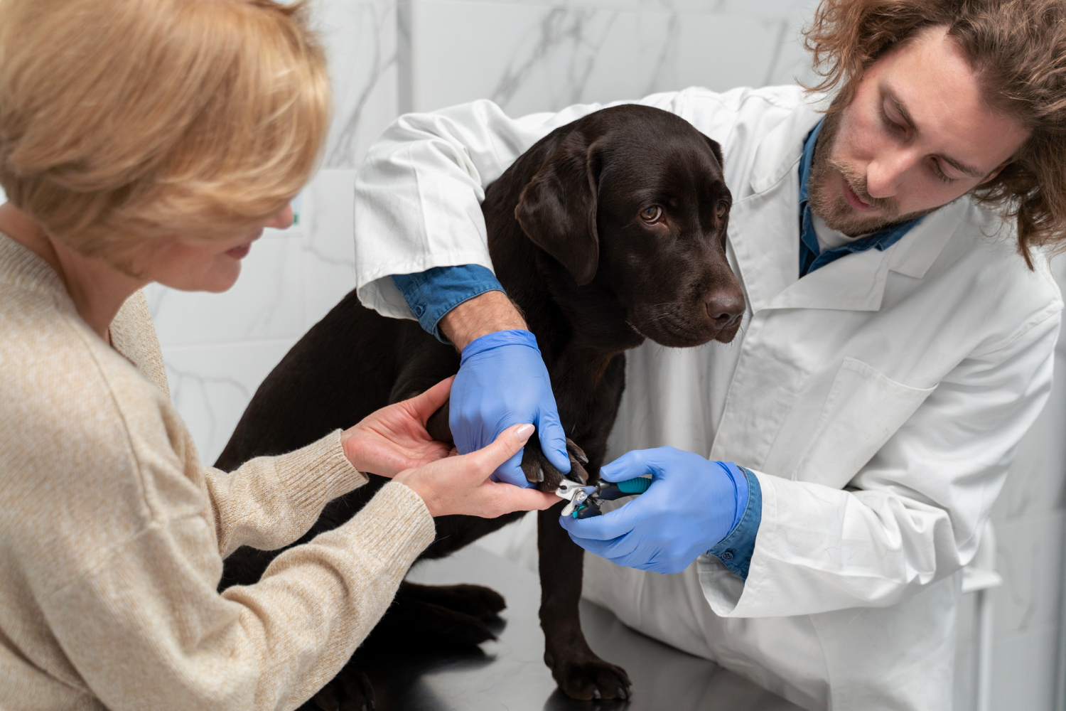 How Are Dogs Microchipped: The Cool Science Behind It