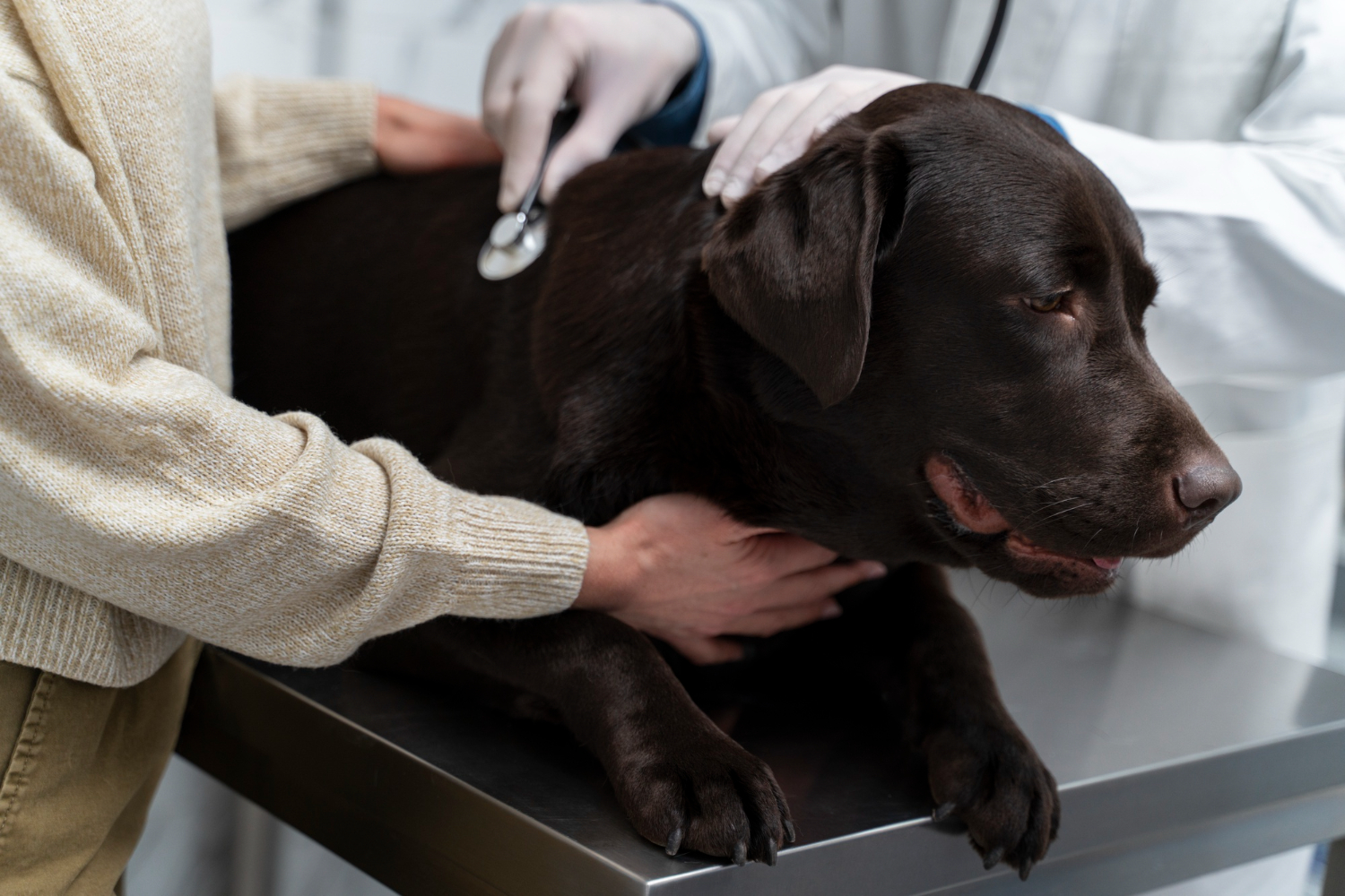 How to Scan Dog Microchip: A Step-by-Step Guide