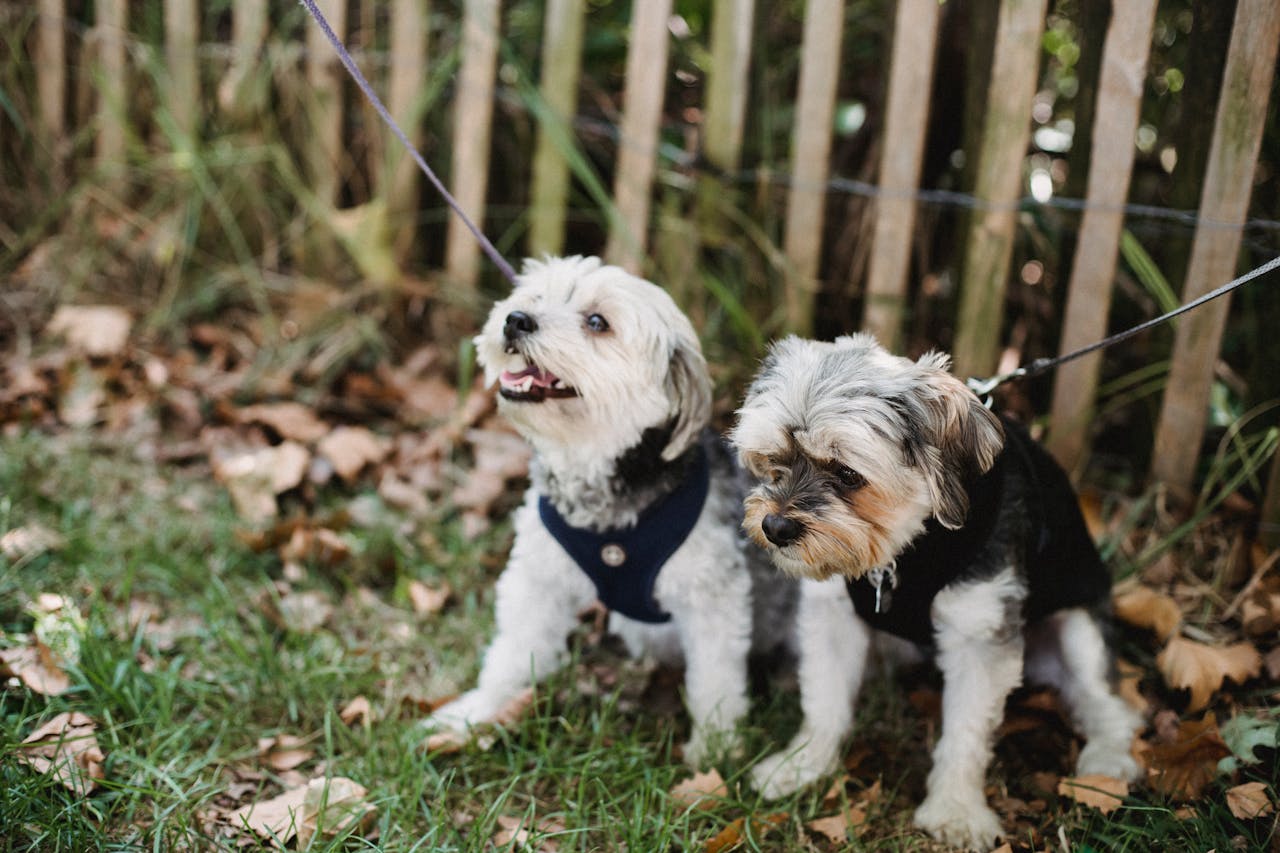 How to Protect Your Pet Against Theft: 5 Simple Tips