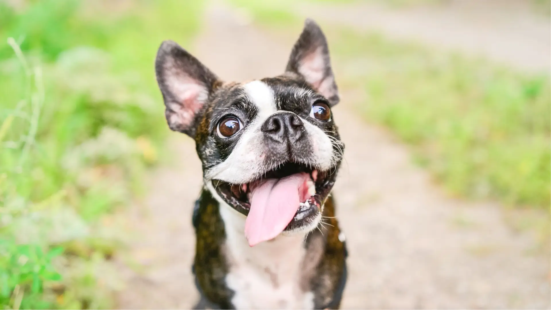 Sign Up with Peeva to Access Exclusive Pet Offers